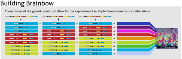 Somewhere over the brainbow: a beautiful neuroimaging technique - Ness Labs